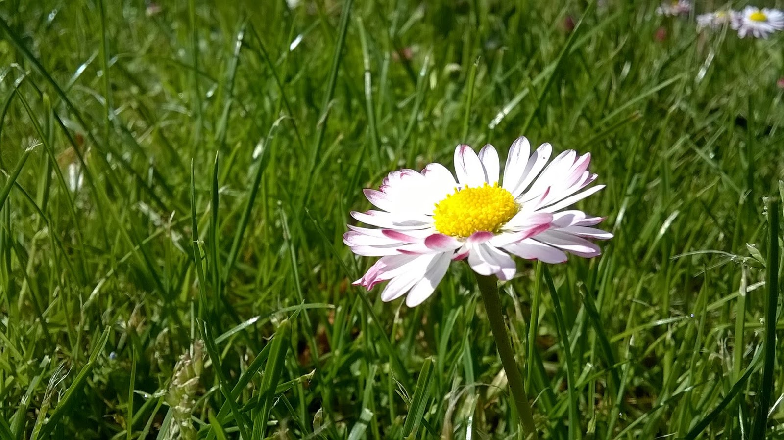 CIEKAWA MEDYCYNA: Jedzmy stokrotki - czyli - dzikie kwiaty jadalne