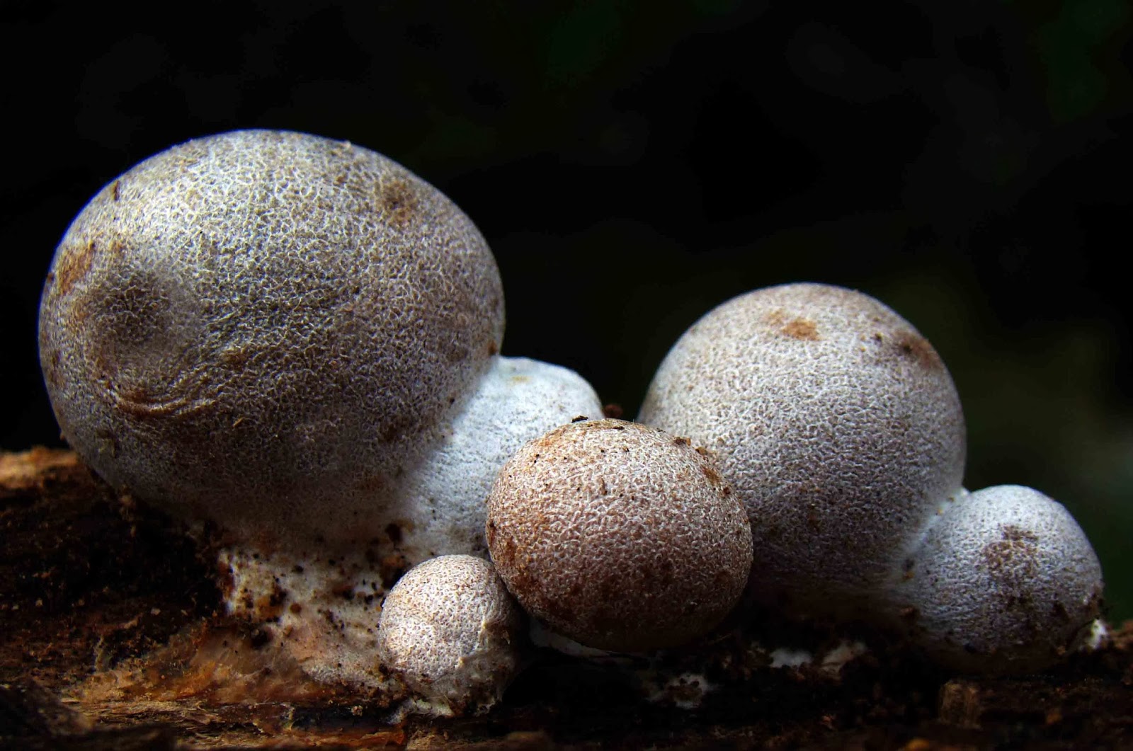 Setas y hongos: Enteridium lycoperdon