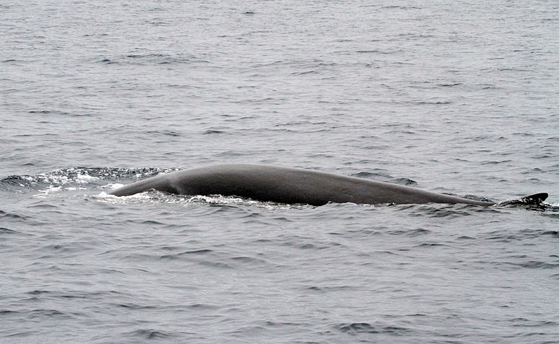 AVESANTURTZI: VERBALLENAS EN SANTURTZI ( II )