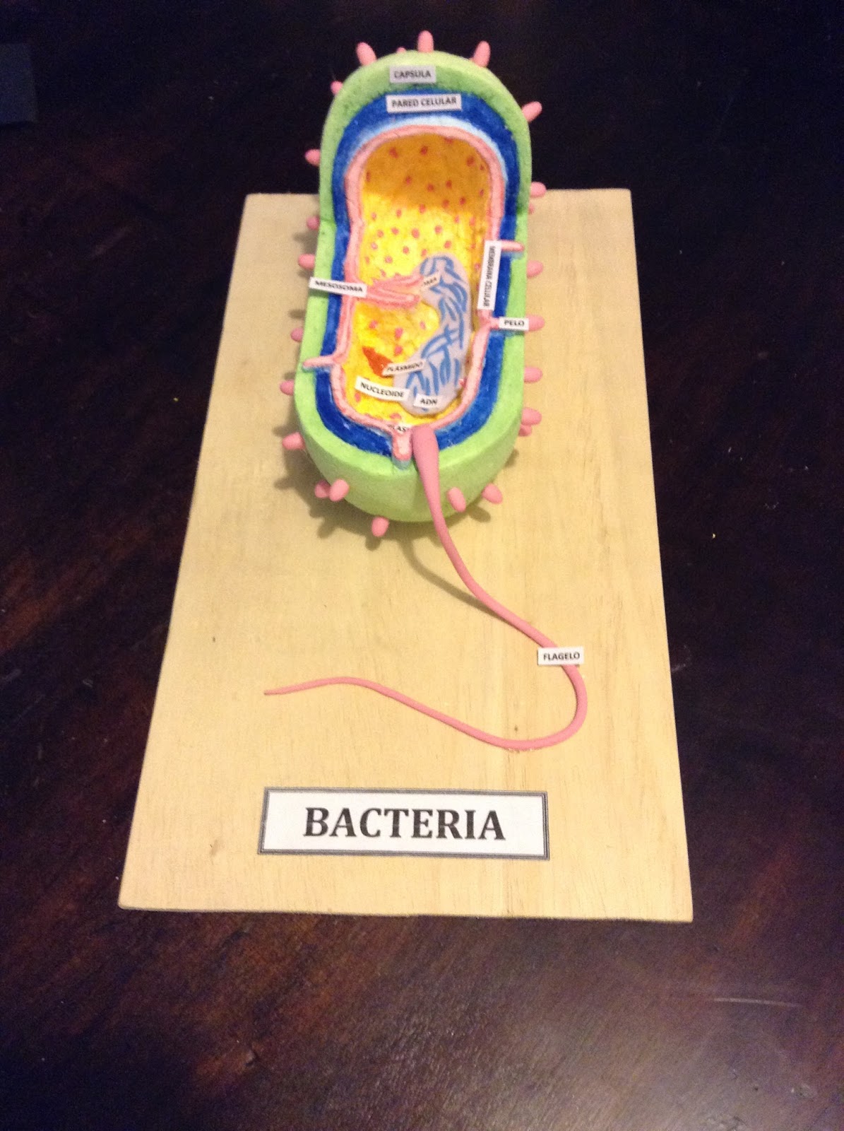 Maquetas y arte: BACTERIA