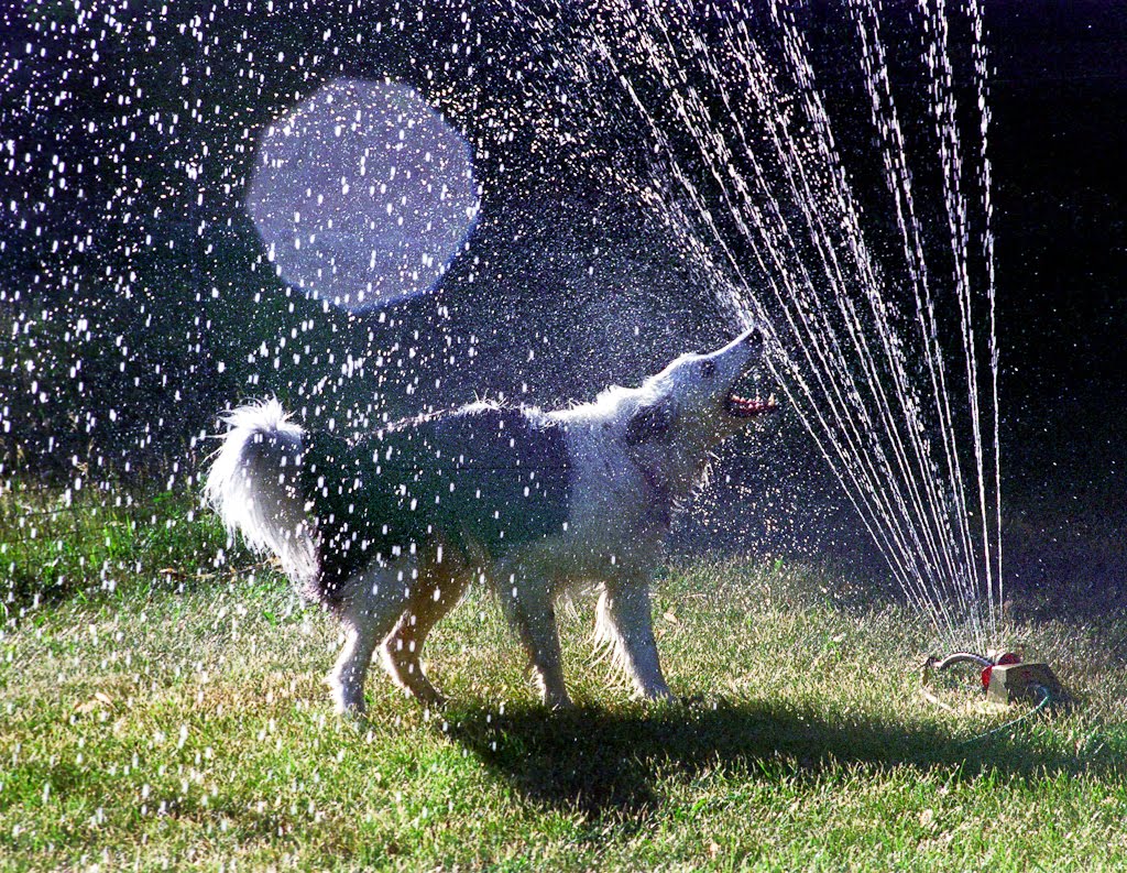32 Dogs play in sprinklers (32 pics) | Amazing Creatures