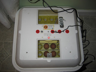 Chicken Scratch: Testing, Testing....