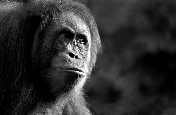 +Orangutan man of the forest - Funtuna