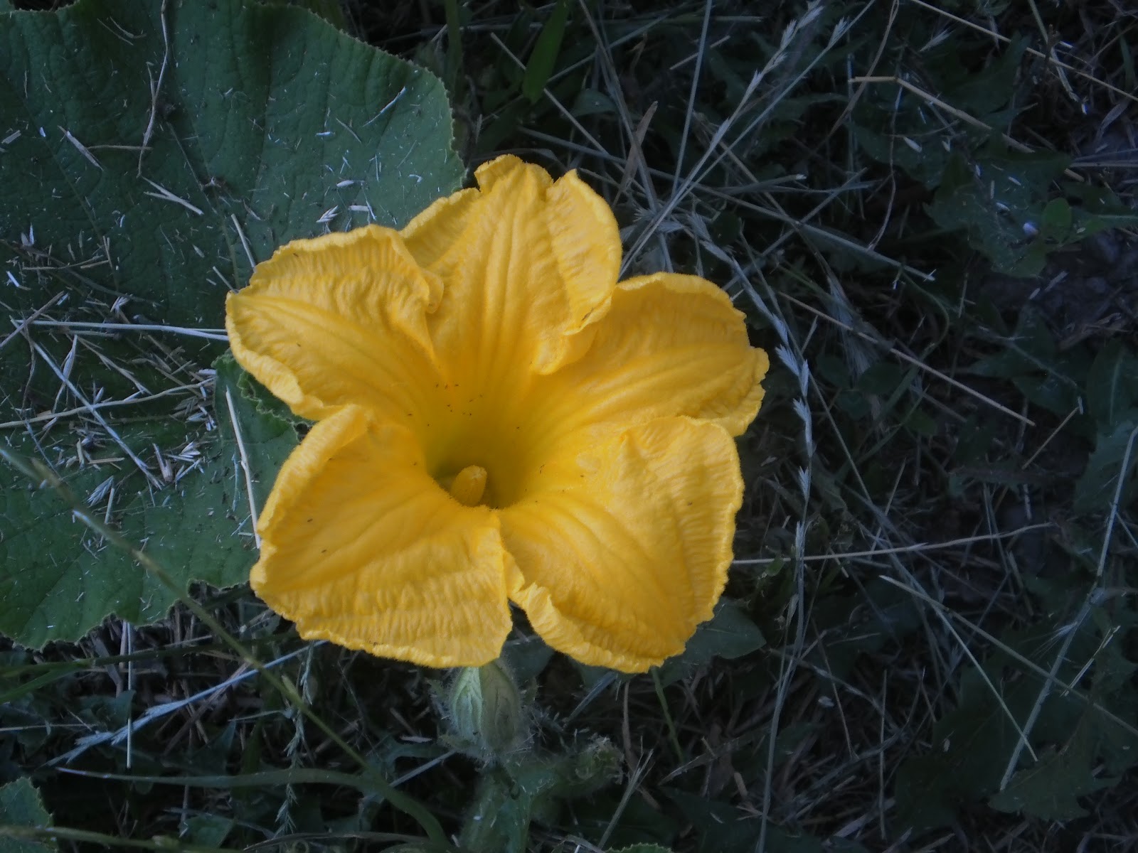 ГОЛУБИЦЕ | ДИЦ-а: Архив у оснивању (001)