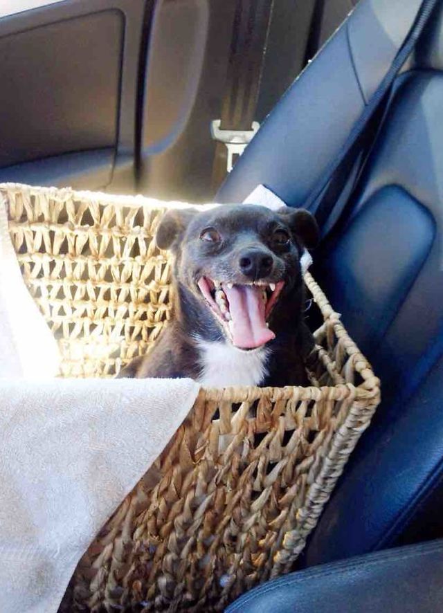 These Pictures Of Adopted Dogs Going Home For The First Time Will Warm ...