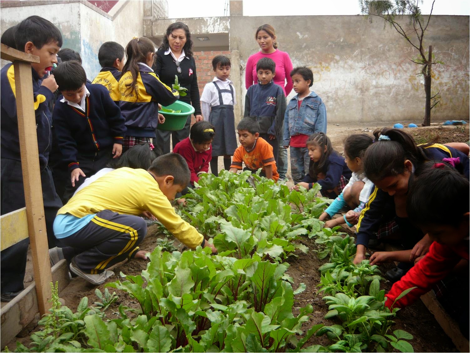 AGRO JUNÍN: Instalarán biohuertos orgánicos en 11 instituciones ...