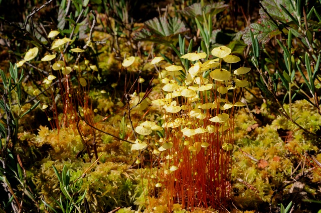 Rosa Rubicondior: More Evolved Mimicry