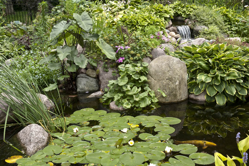 Aquascape Your Landscape: Designing Your Dream Pond