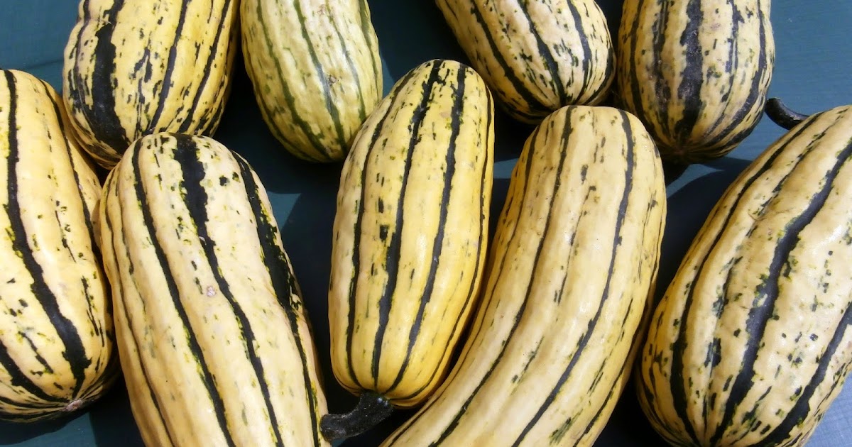 Courge Délicata Au Gratin