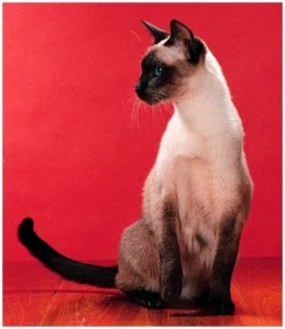 Ginger.Cat.Services: Persian (Parsi) or Siamese (Siam)