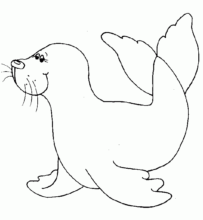 Pintando e Colorindo : Desenhos de Focas para Pintar