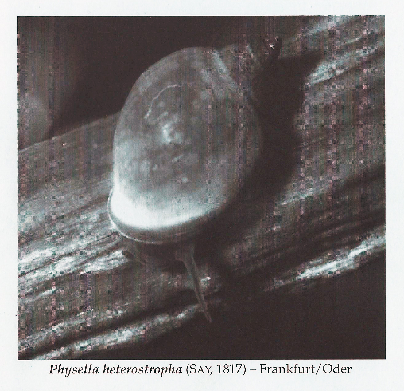 Freshwater Gastropods of North America: To Identify a Physa, 2000