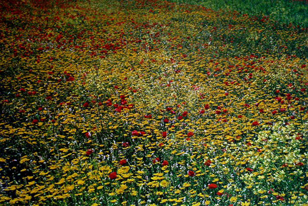 WESTON GALLERY: Ernst Haas THE CREATION