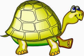SUPER FAST TURTLE | Interesting and Funny
