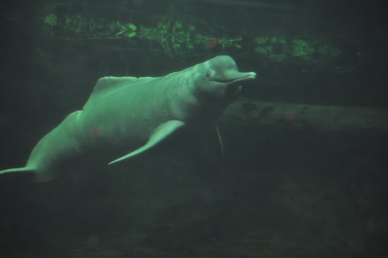 ZOOTOGRAFIANDO (6.100 ANIMALS): DELFÍN DEL AMAZONAS / AMAZON RIVER ...
