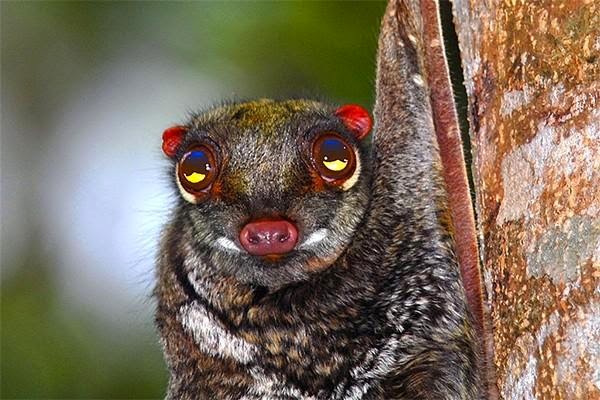 Docentes ædificare: ORDEM DERMOPTERA