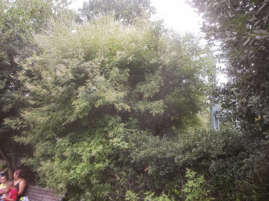 Future Plants by Randy Stewart: Vitex - the Chaste Tree family