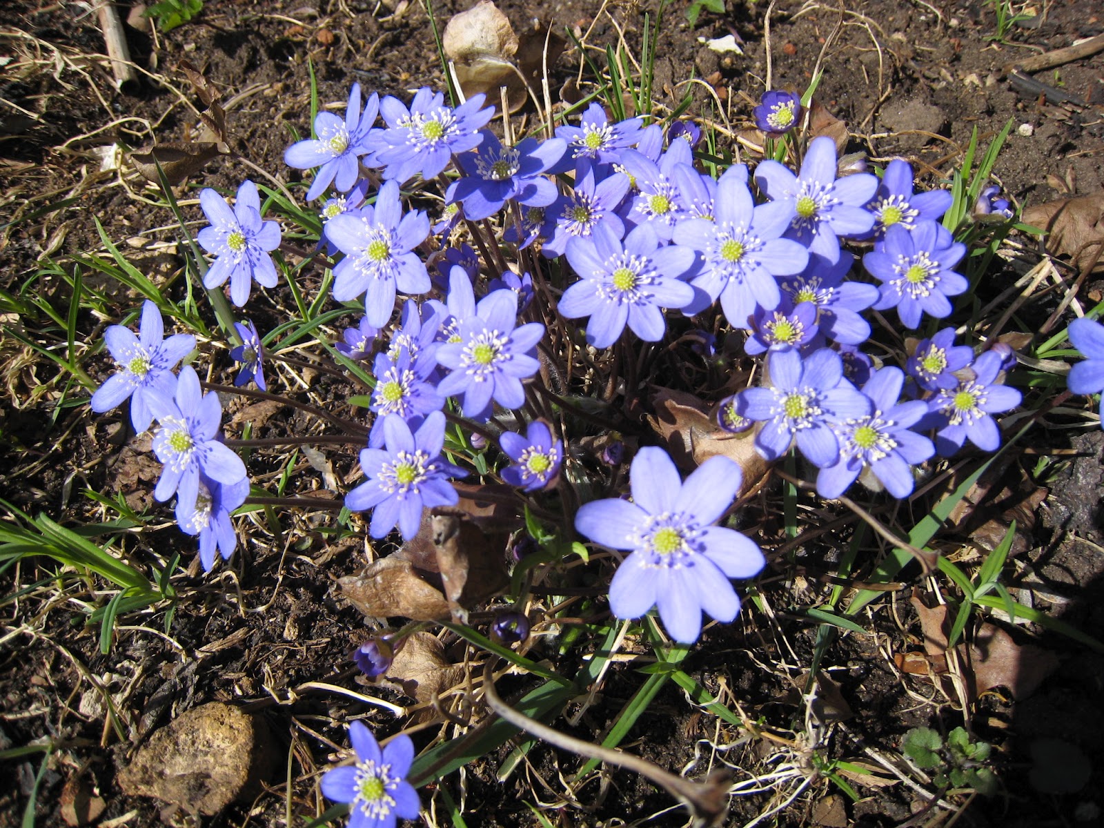 RRG 4.a blogi: Meeleolukaid pilte päikselisest kevadest