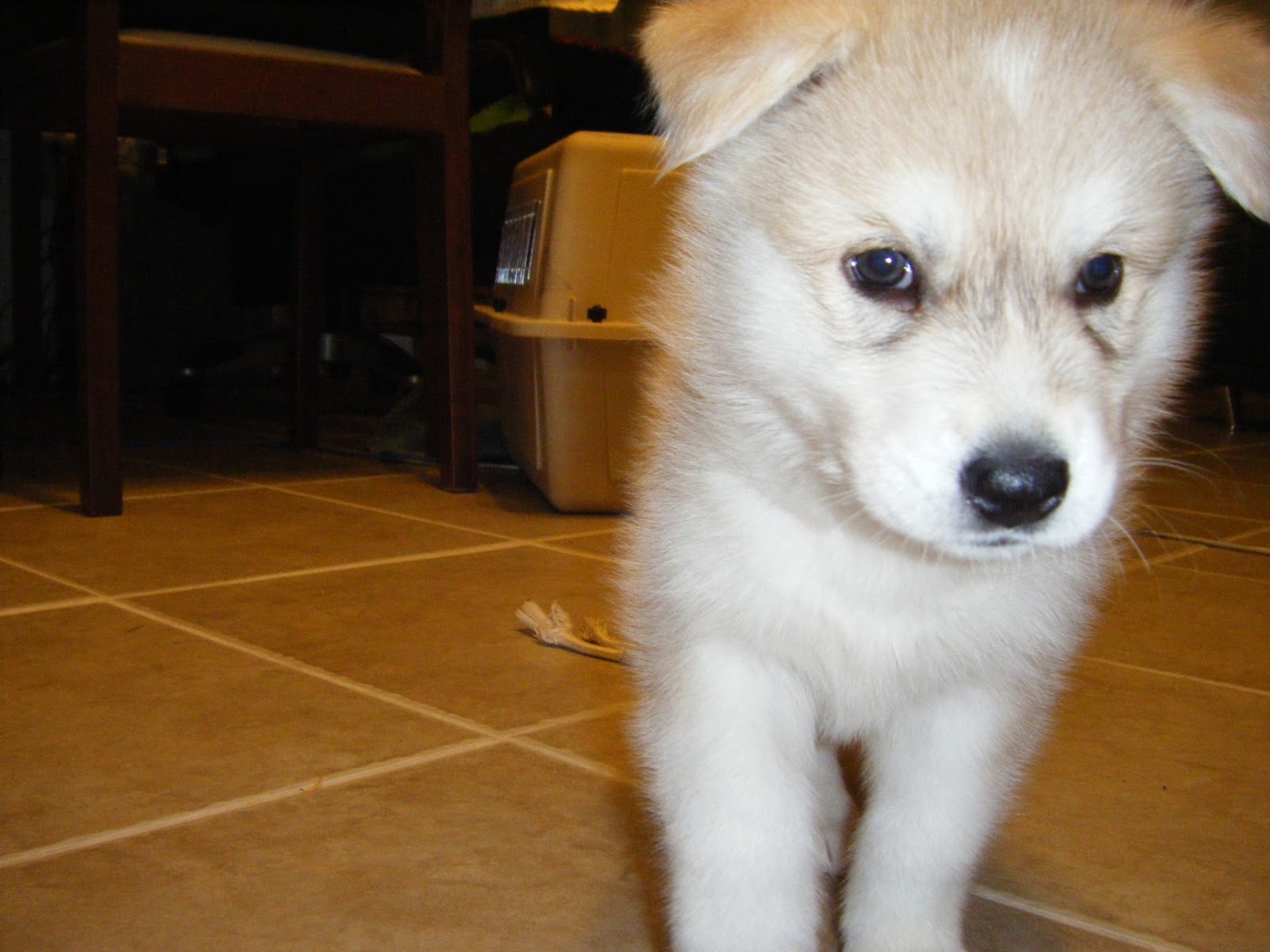 Raising Tundra: Tundra, wolf-hybrid pup, at 5 ½ weeks old