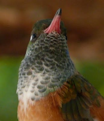 colibri