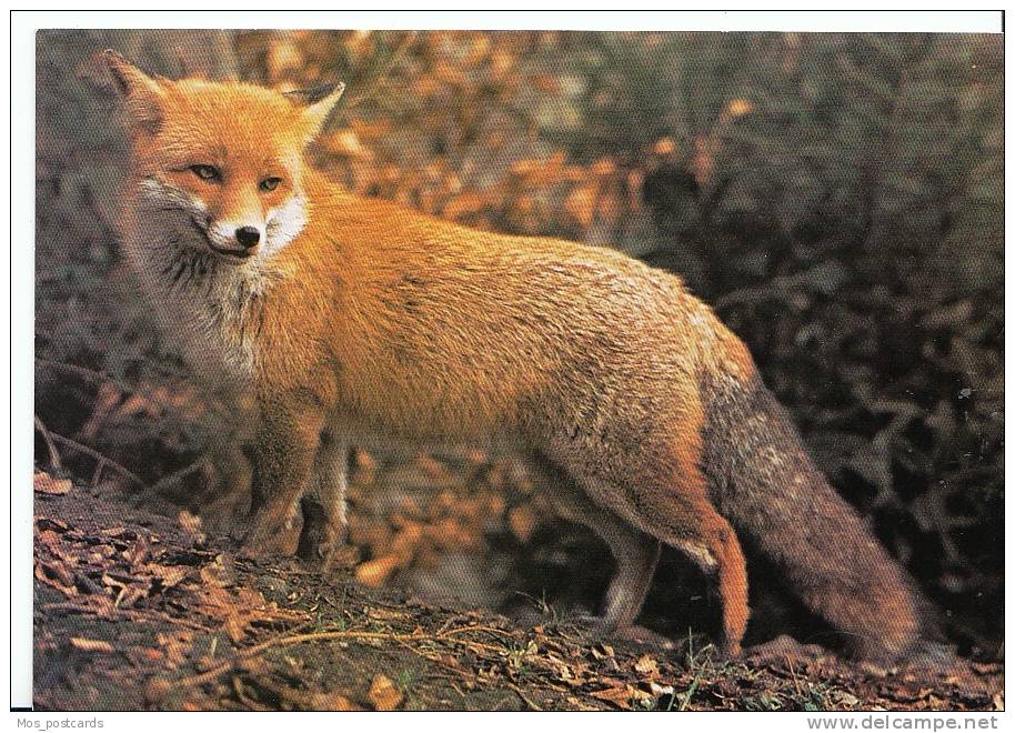 Amper Bae: wild animals in britain