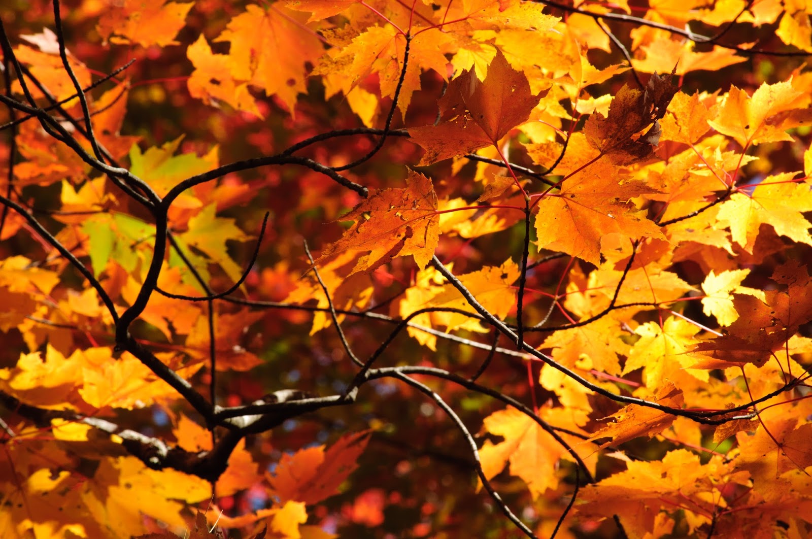 A Year With the Trees: Red Maple - Acer rubrum