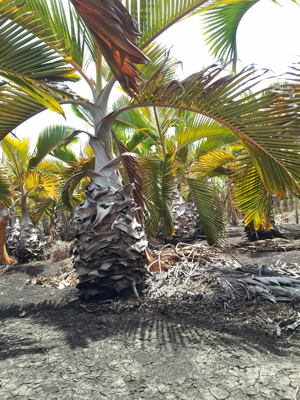 palmas ornamentales: Palma Botella