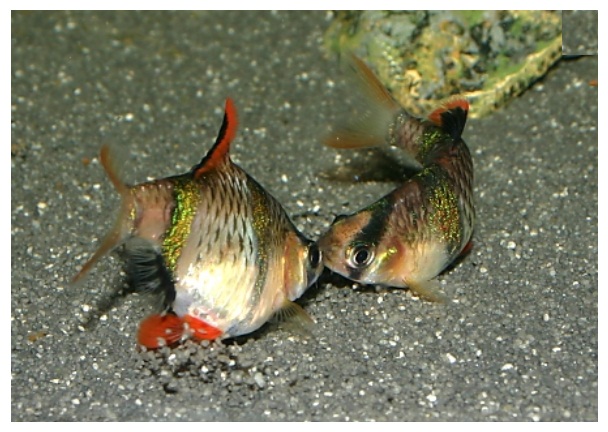 Aquarium Fish & Others: Tiger Barb