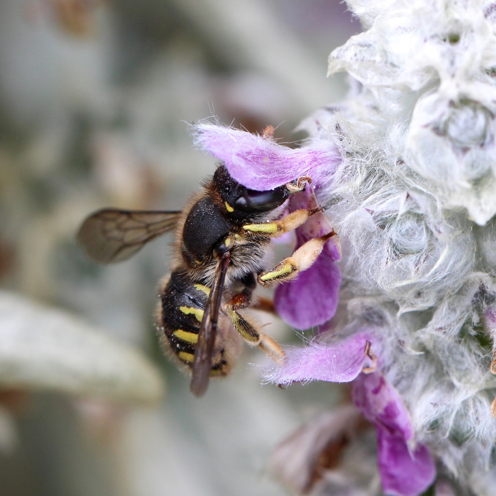 TrogTrogBlog: Bee of the week - Wool-carder bee