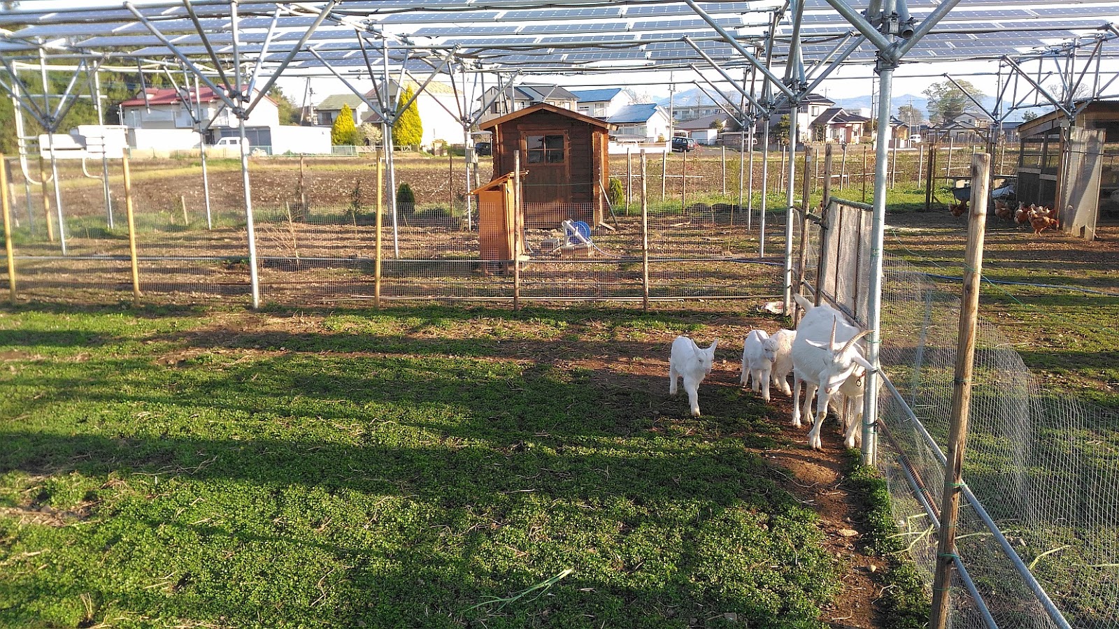 Solar Sharing - Solar panels, chickens and goats in Tsukuba, Japan ...