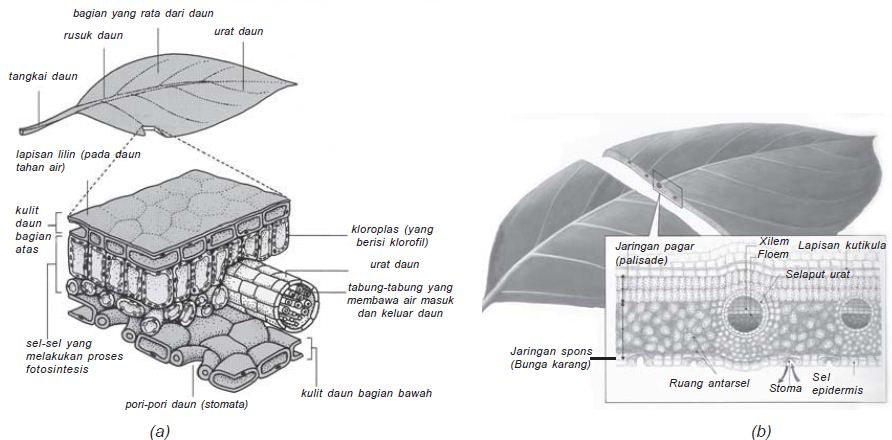 Struktur Anatomi Daun dan Fungsi Daun pada Tumbuhan Lengkap
