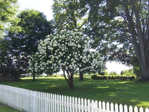 The Polohouse: Hello lovely hydrangea.