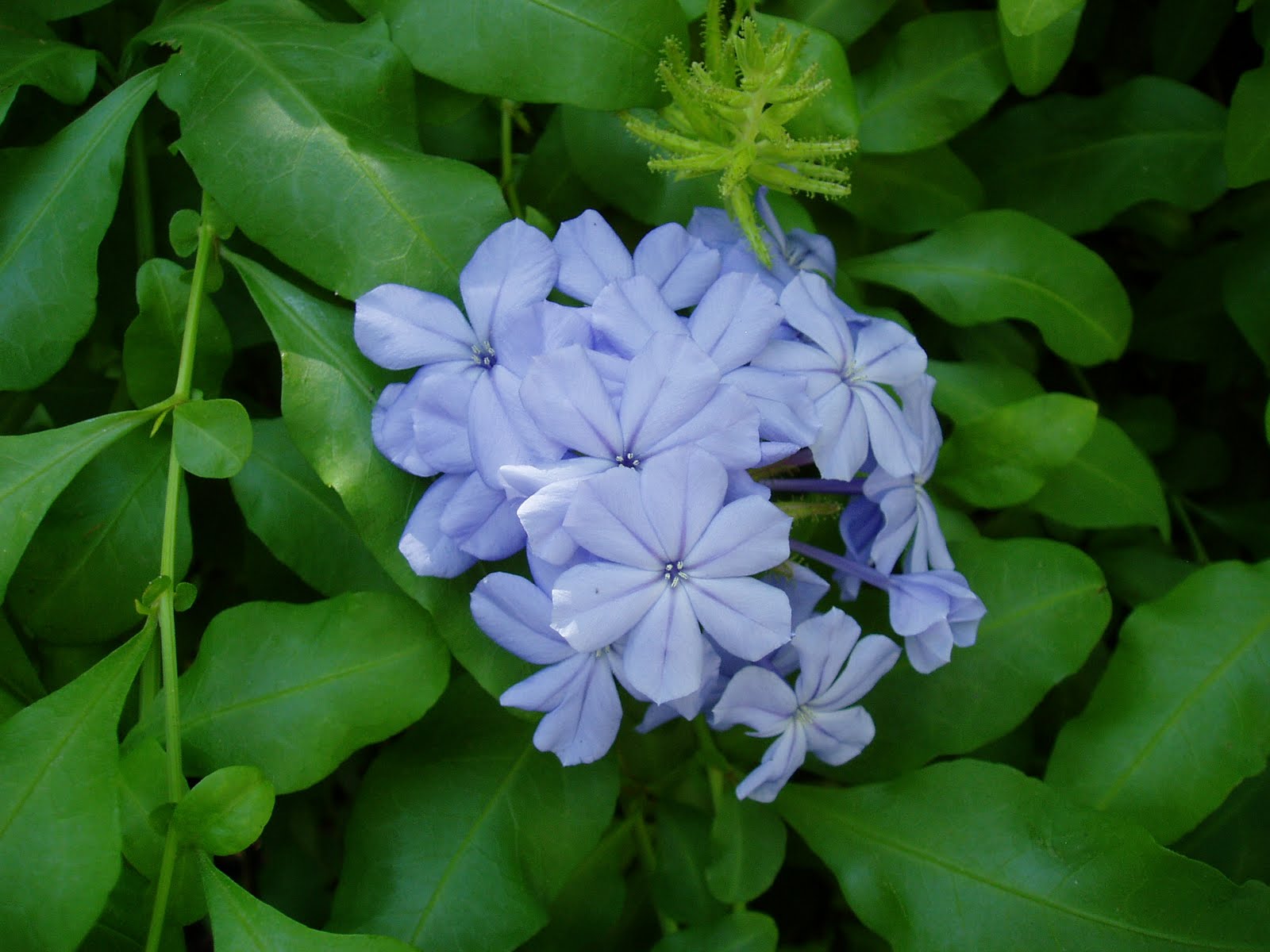 JAZMÍN DE CIELO: Plumbago auriculata | Plantas rioMoros