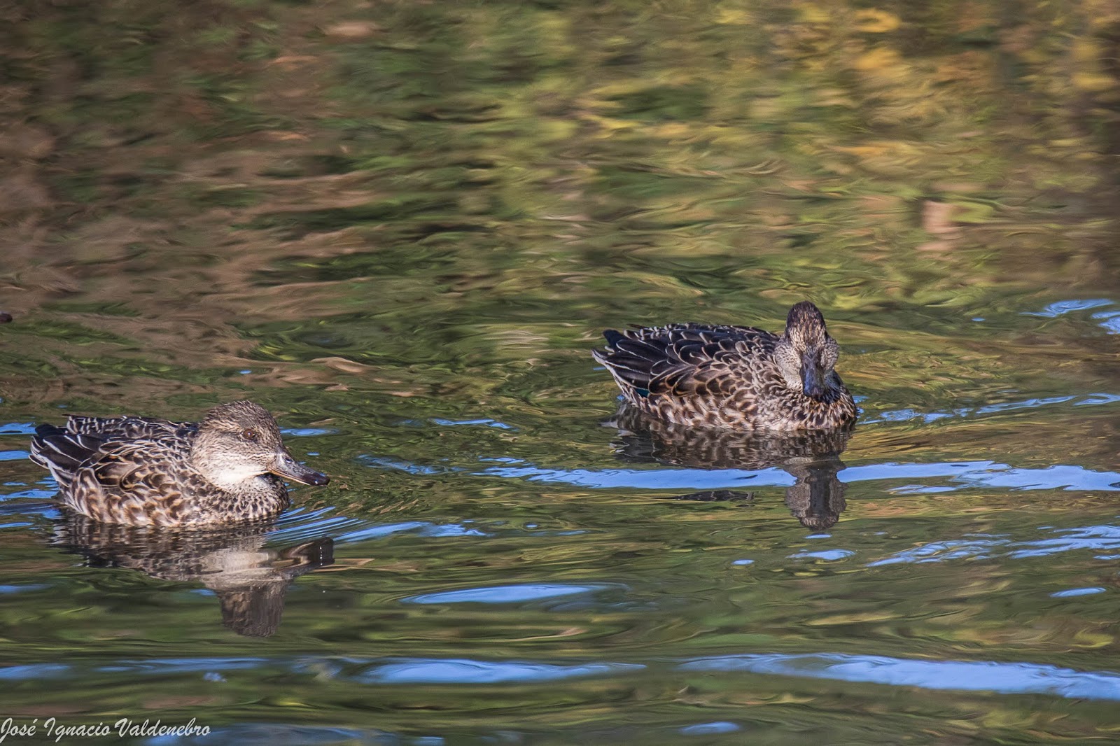 DocNatureBlog: La belleza y fotogenia del pato de superficie más ...