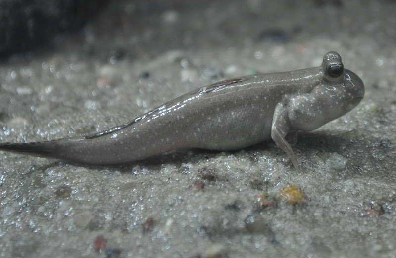 ZOOTOGRAFIANDO (6.100 ANIMALS): SALTARÍN DEL FANGO DE PEARSE / PEARSE´S ...