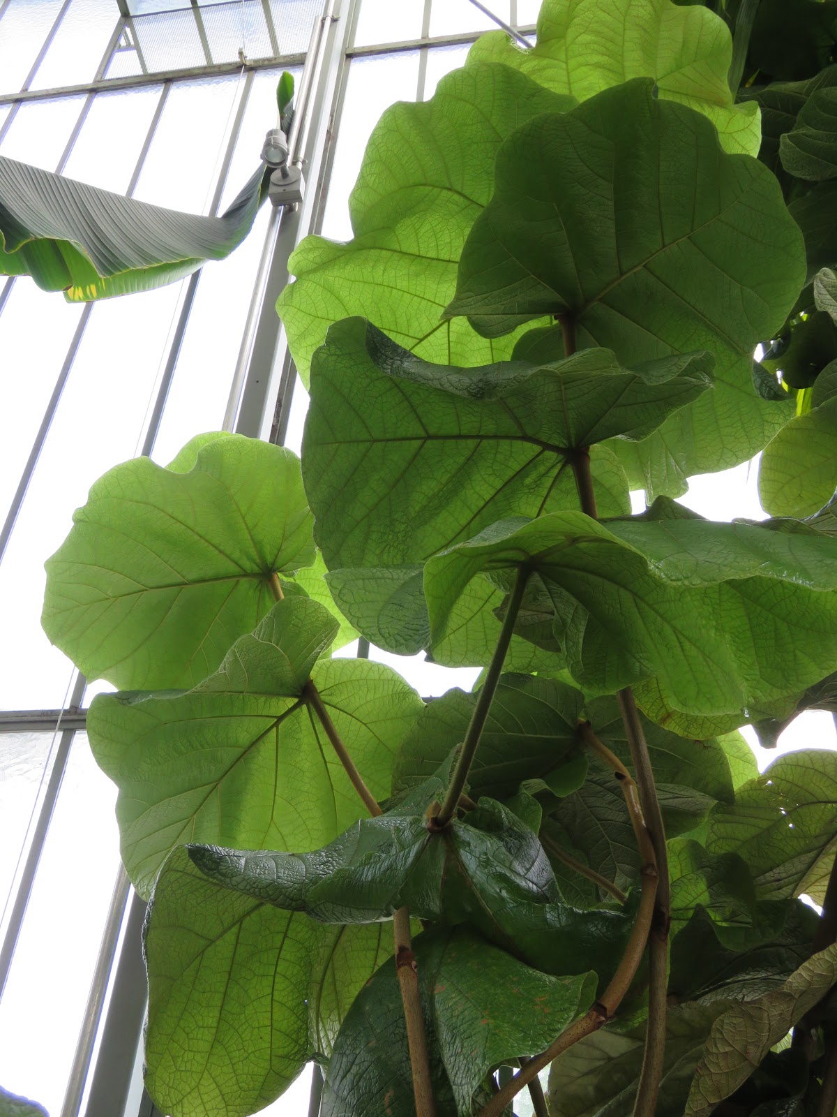 Giant sea leaves near the lake