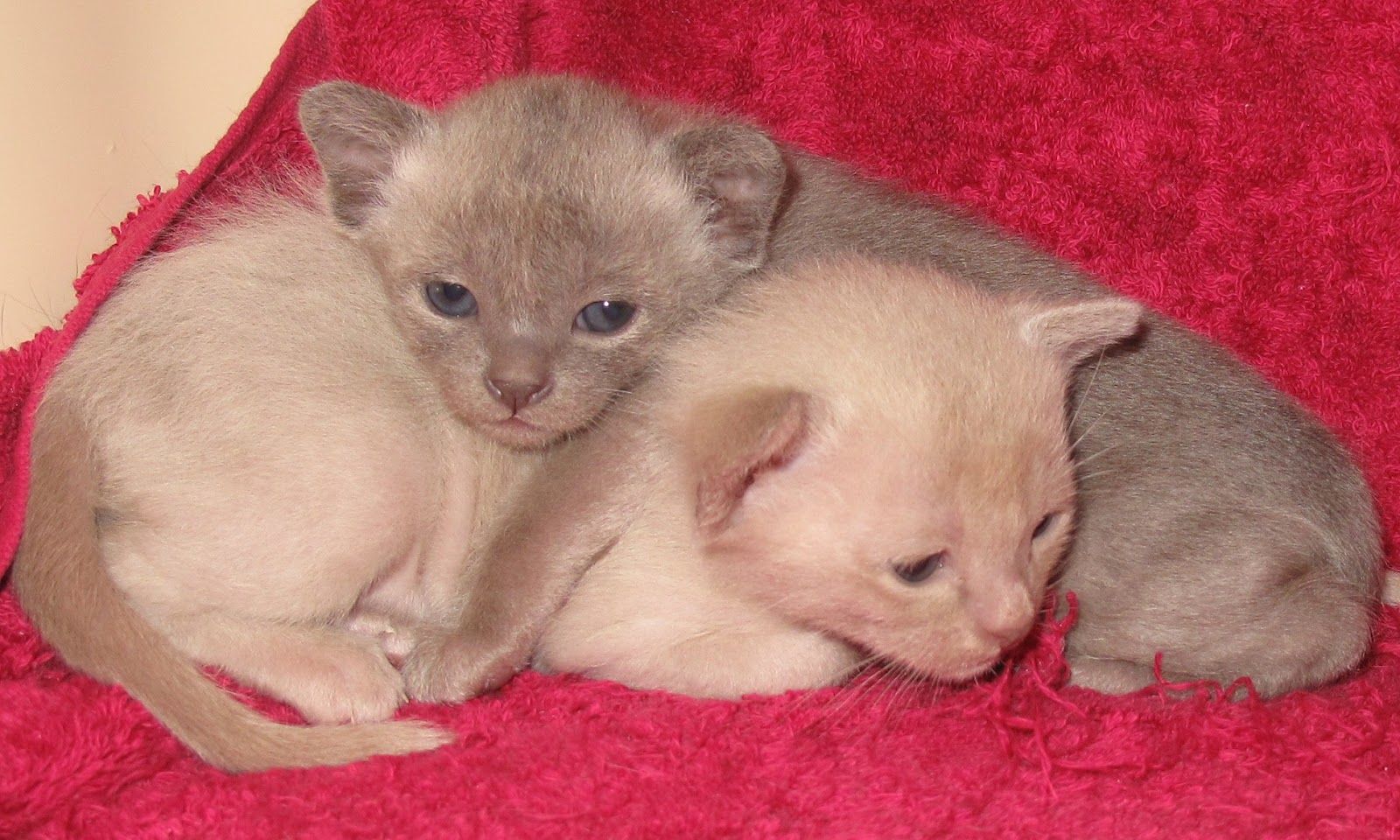 Green Dragonette: A Burmese Kitten Interlude...