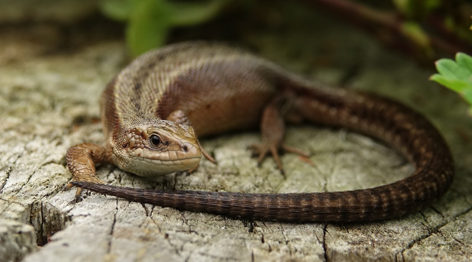 Het wel en wee van een familie levendbarende hagedissen.