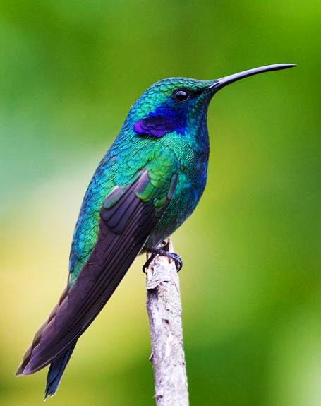 Las curiosidades y hallazgos de Rocio: El colibrí