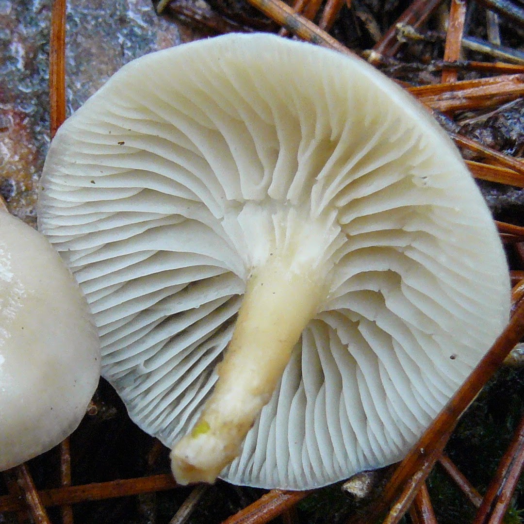 Guía de Setas y Hongos de Navarra.: Clitocybe hydrogramma (Bull ex Fr)Sing
