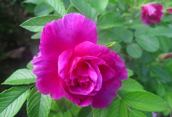 Flowerpedia: Intoxicating Fragranced Roses - Hansa