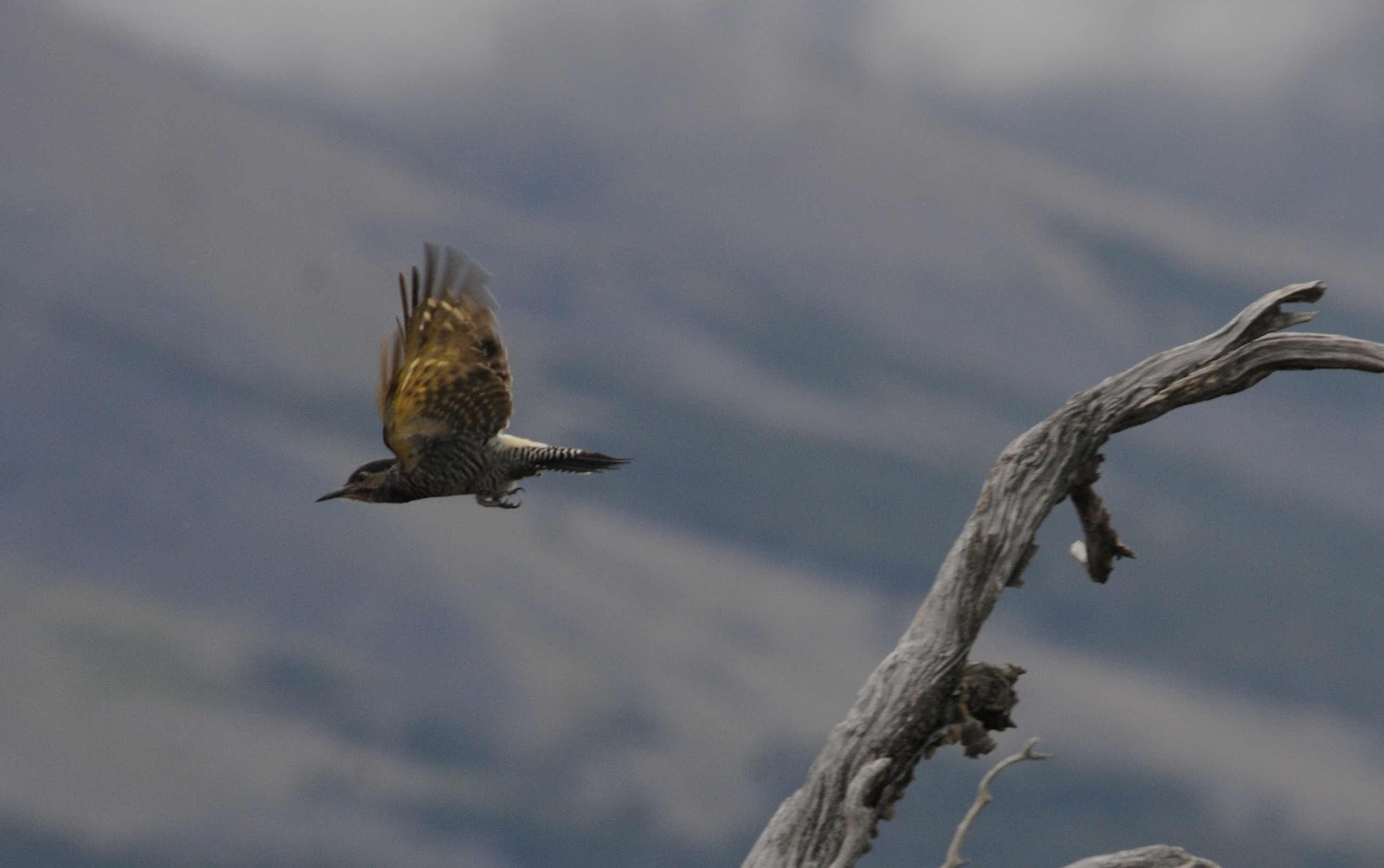 Woodpeckers of the World: 2012