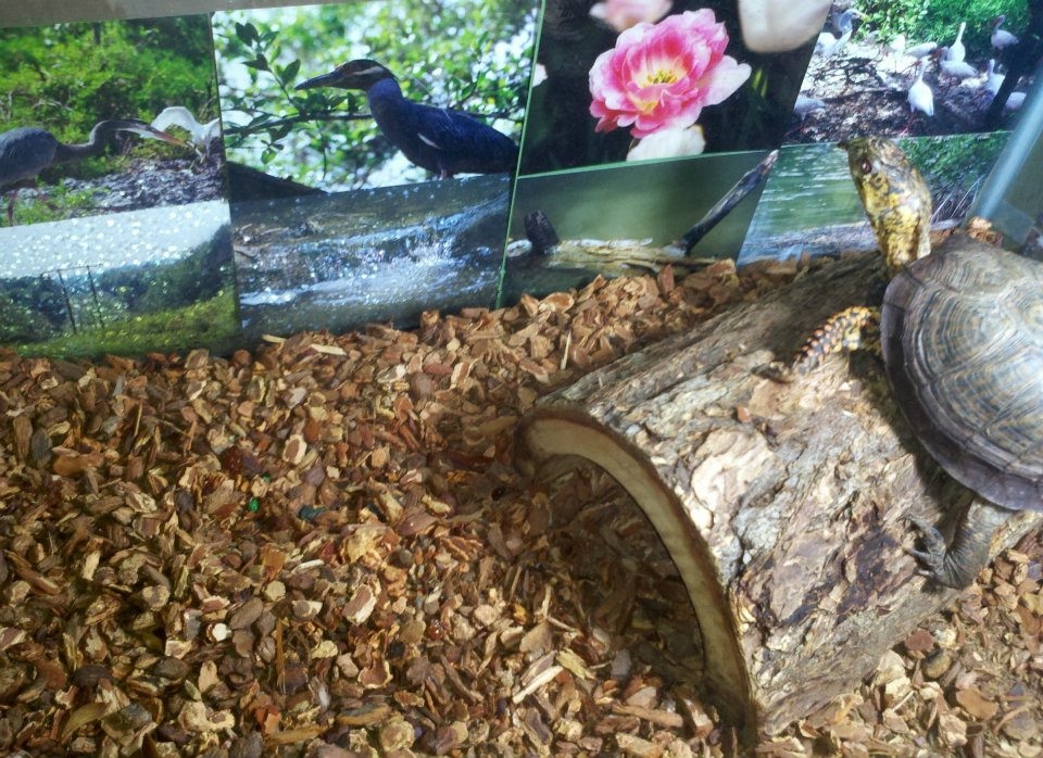 No Pink Tools: Home Sweet Box Turtle Home