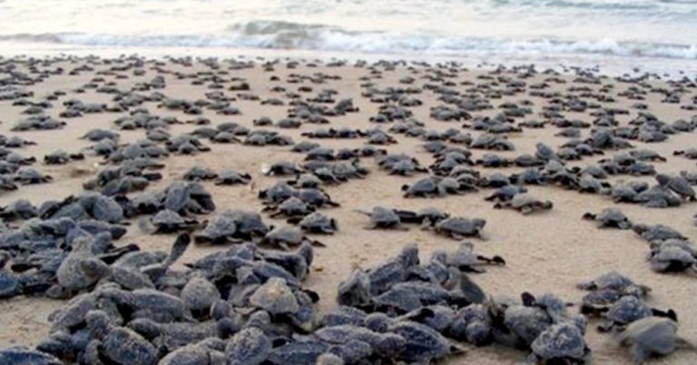 World’s Largest Beach Cleanup Project Brings Back Rare Sea Turtles in ...