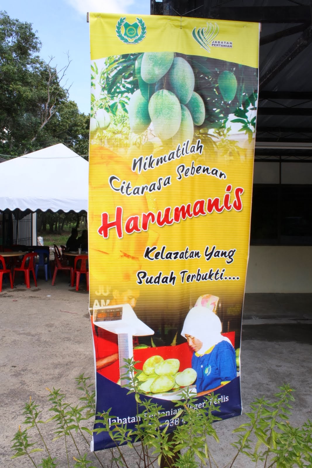 PES TOMYAM BRAND MADAM PUM: Info Mangga Harum Manis Perlis