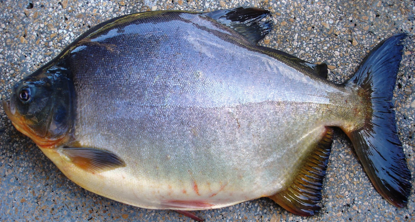 Cria Peixe Tilapicultura: ENGORDA DE PACU NA REGIÃO NORTE DO PARANÁ