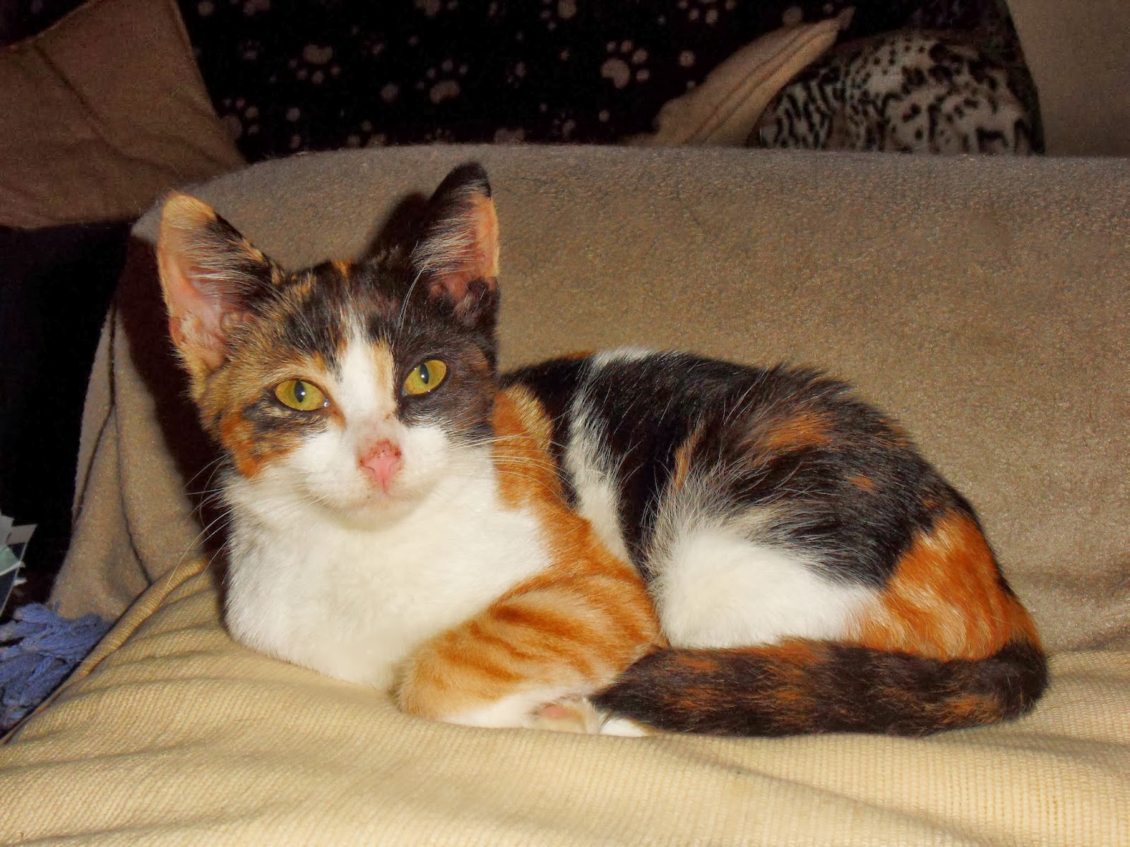 Calico Cat Breed - Cat Lover | Cat Training
