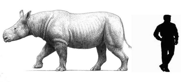 El rinconcito del pequeño naturalista: El rincón de los documentales