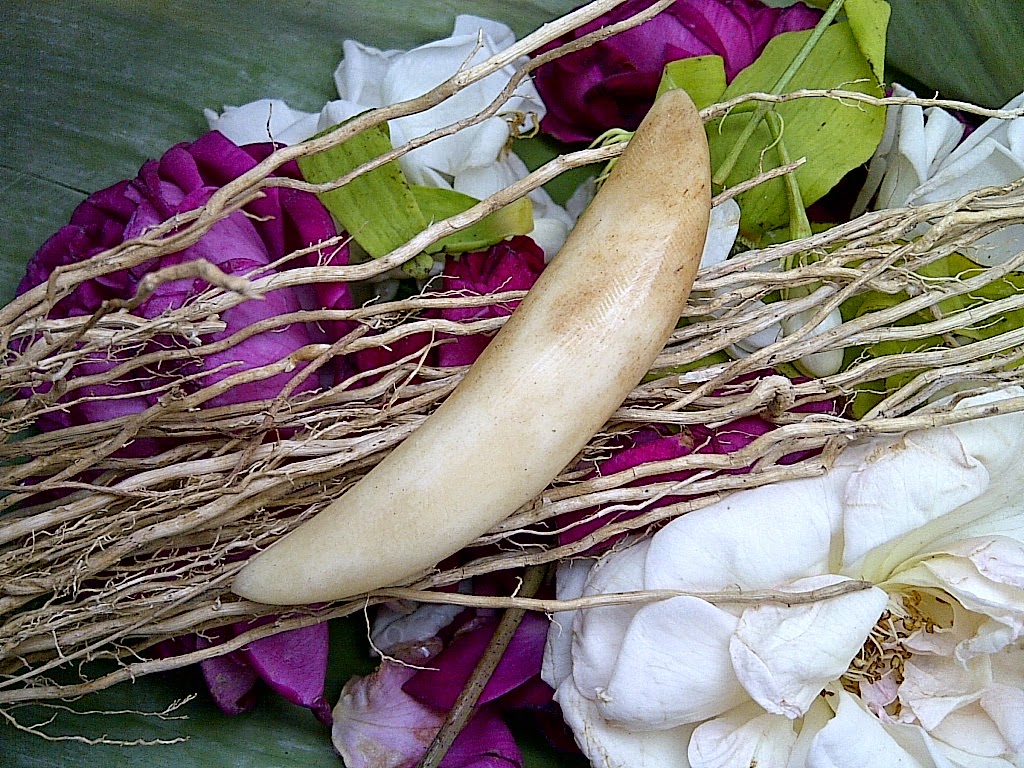 TULANG TARING MACAN HARIMAU ~ Jimat Azimat | Batu Mustika Geliga ...