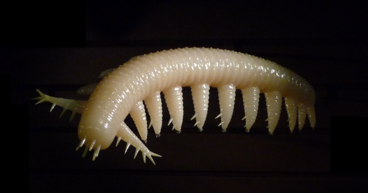 Life Before the Dinosaurs: Aysheaia.